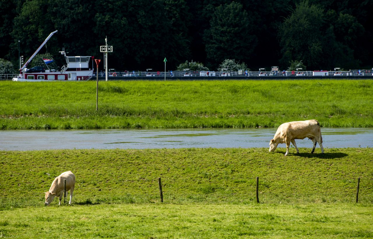 Rijn bij Lobith 12 meter boven NAP - ‘hoogwater zichtbaar in Nederland ...