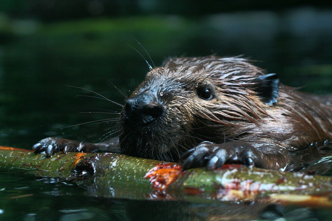 Goed nieuws: er wordt weer geschoten op de bever - NRC