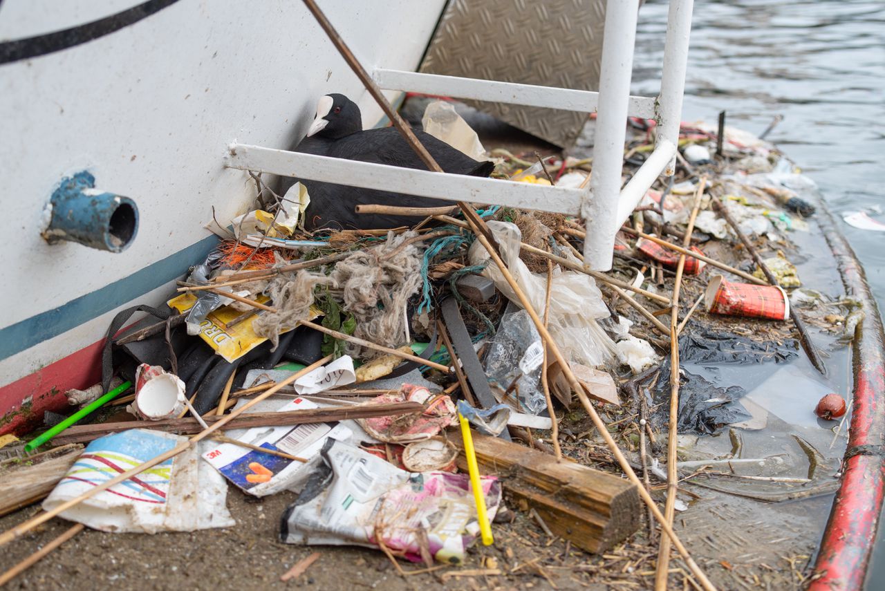In dit Amsterdamse meerkoetennest zit zoveel plastic dat het al 30 jaar ...