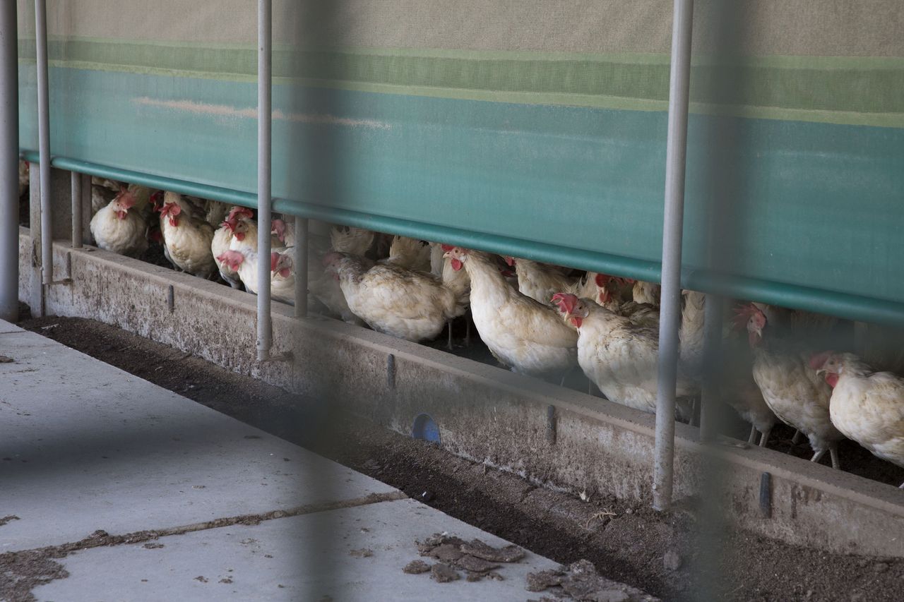 NVWA onderzoekt verboden middelen in pluimveesector - NRC