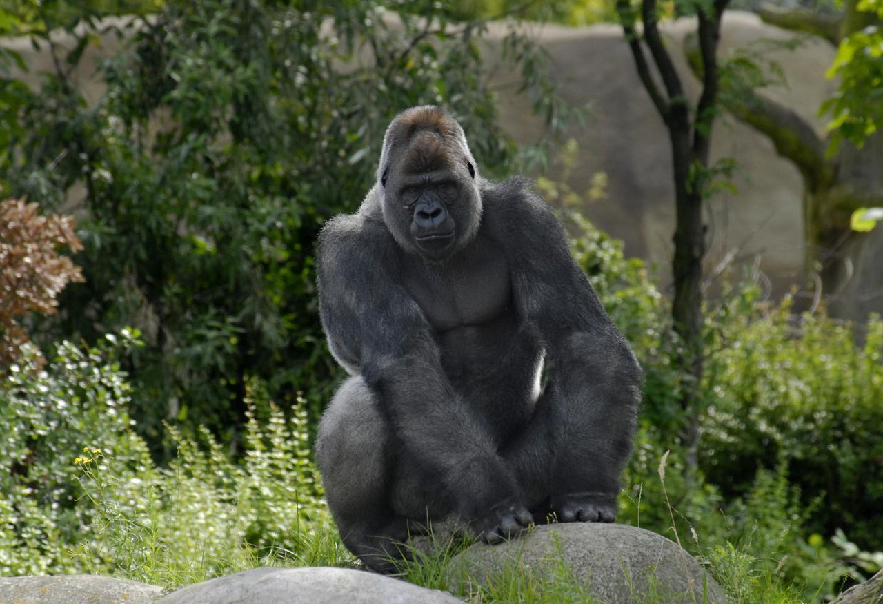 Vicks-ijsbeer of de nrc.next-bokito - NRC