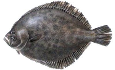 Griet is ook een puike vis - NRC