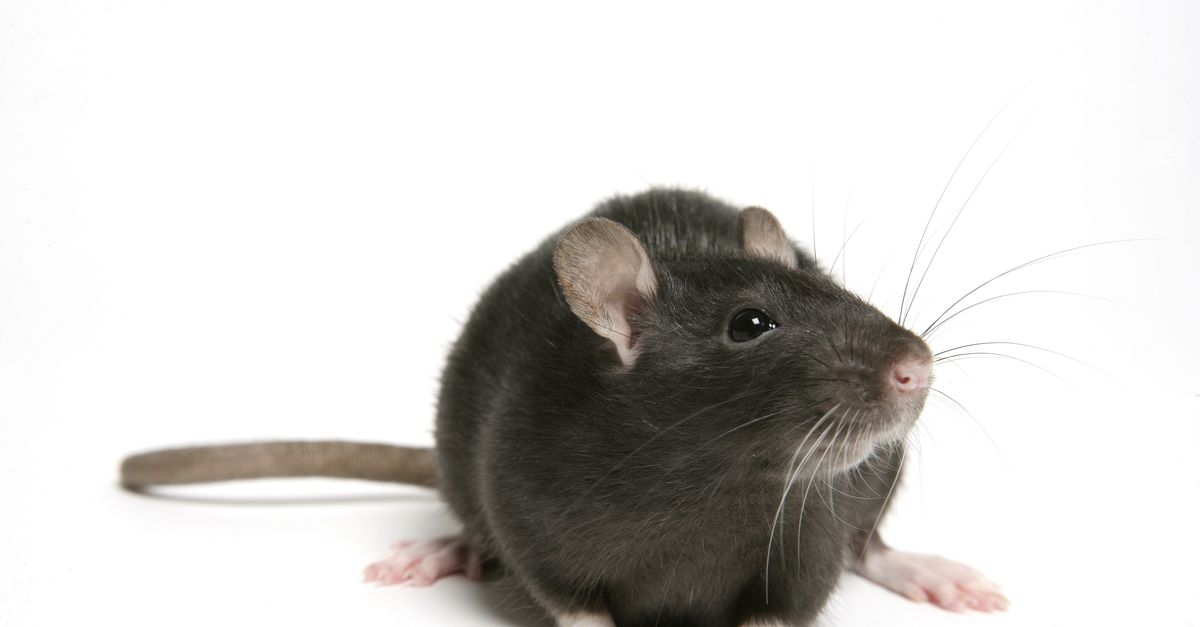 Ratje met een giftige erfenis - NRC