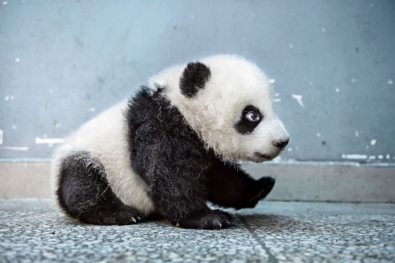 Panda-special Woensdag zijn ze hier, de… - NRC