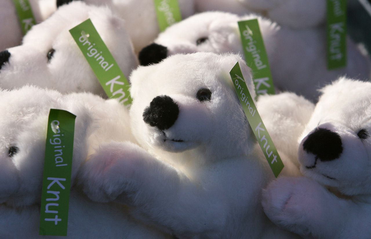 Koud geboren en nu al een ster met mediahype: Knut - NRC