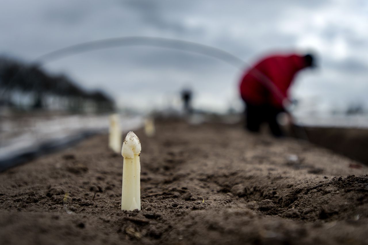 Steeds meer landbouwgrond gebruikt voor aspergeteelt - NRC
