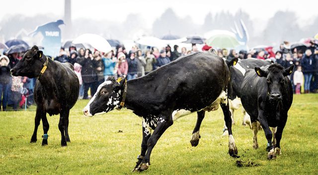 Dansende koeien - NRC