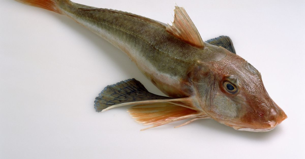 Poon: de vis met de grootste kop van allemaal - NRC