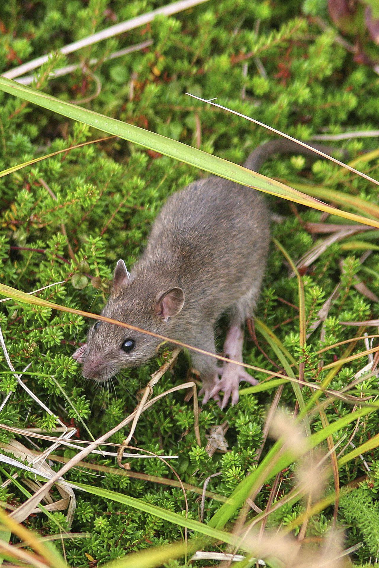 Ratten op eilanden beïnvloeden ook het leven in de zee - NRC