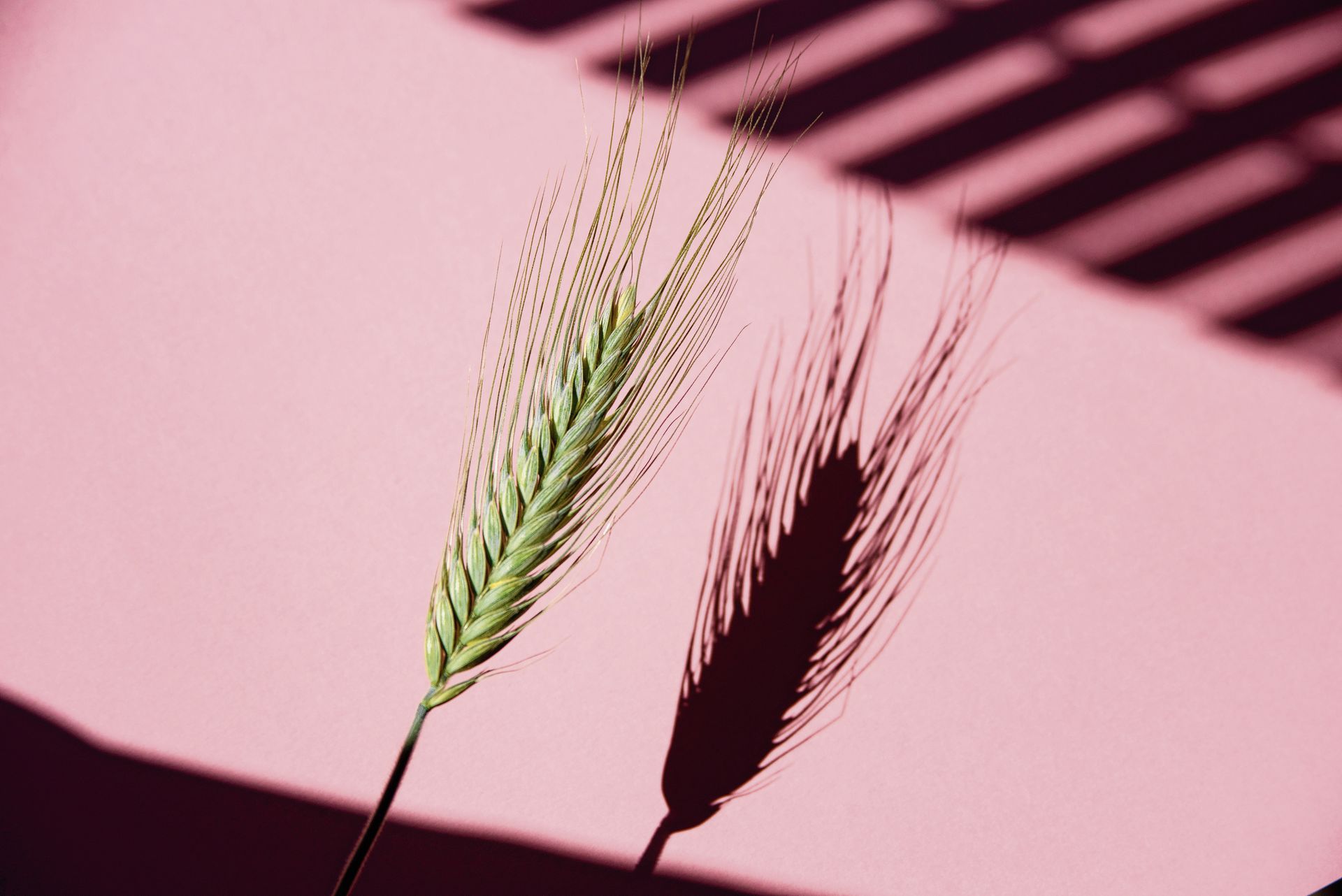 Zo volkoren zijn veel producten helemaal niet - NRC