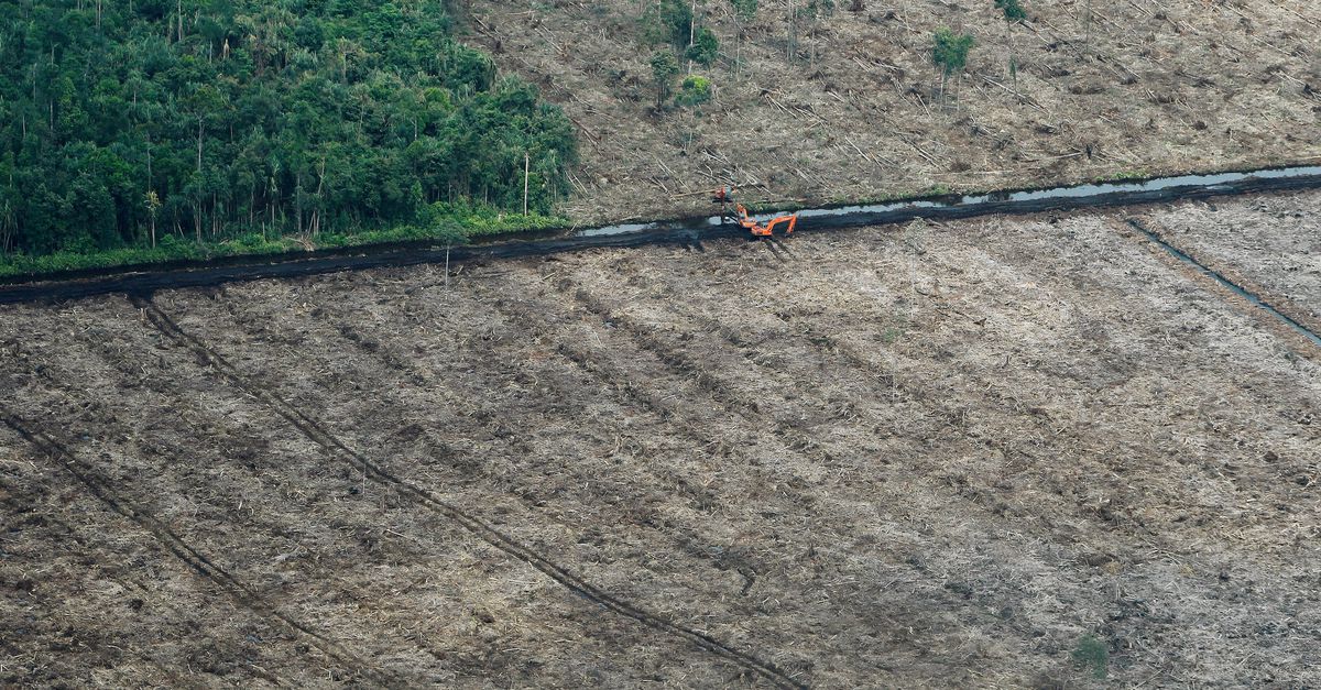 Zal dit akkoord tegen ontbossing wél worden nageleefd en nog vier ...