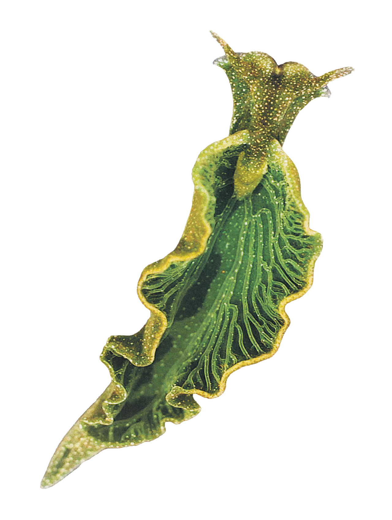 Dit slakje eet groene dingen. Dus is hij groen - NRC