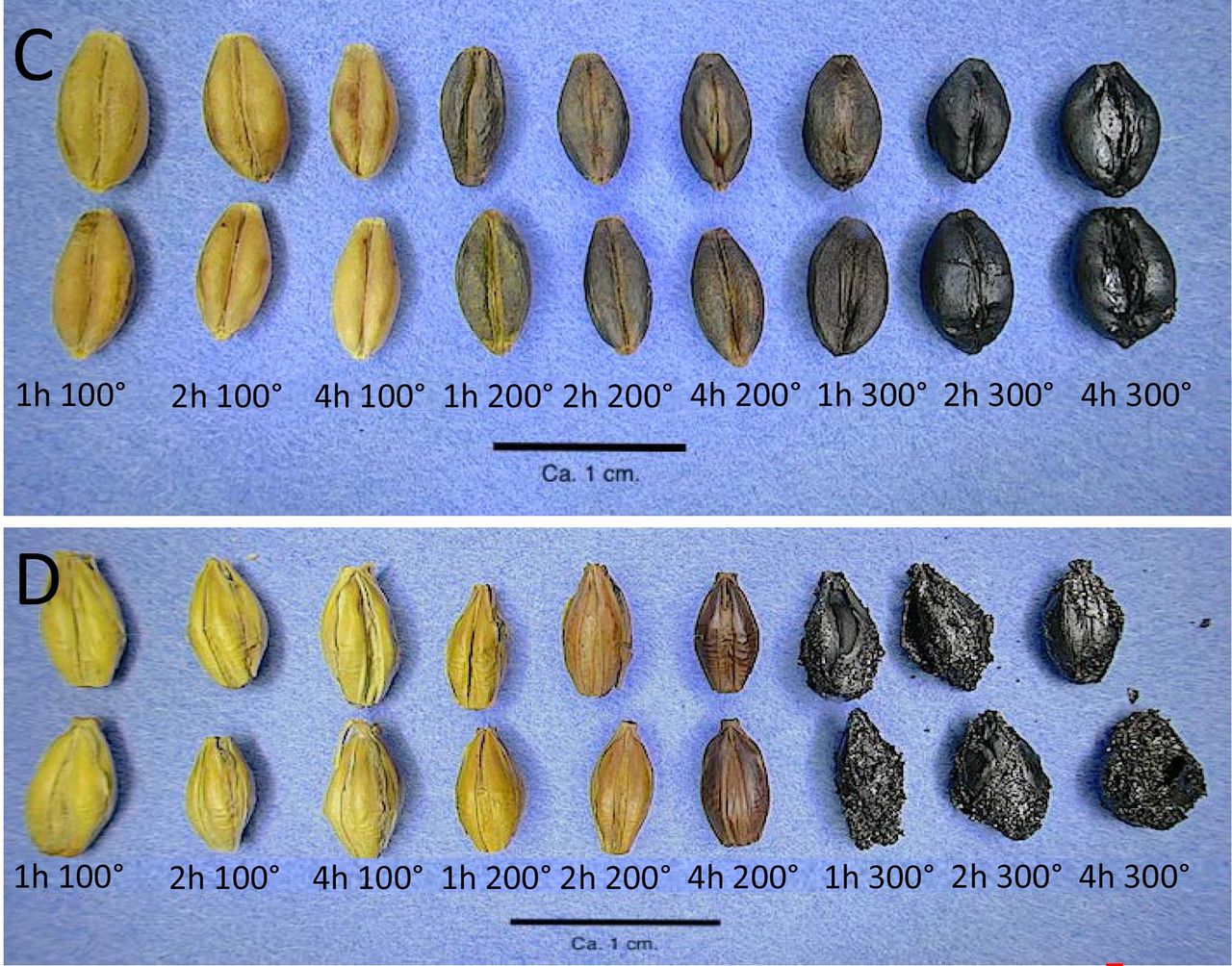 Archeologen speuren in gerstekorrels naar Vikingbier - NRC