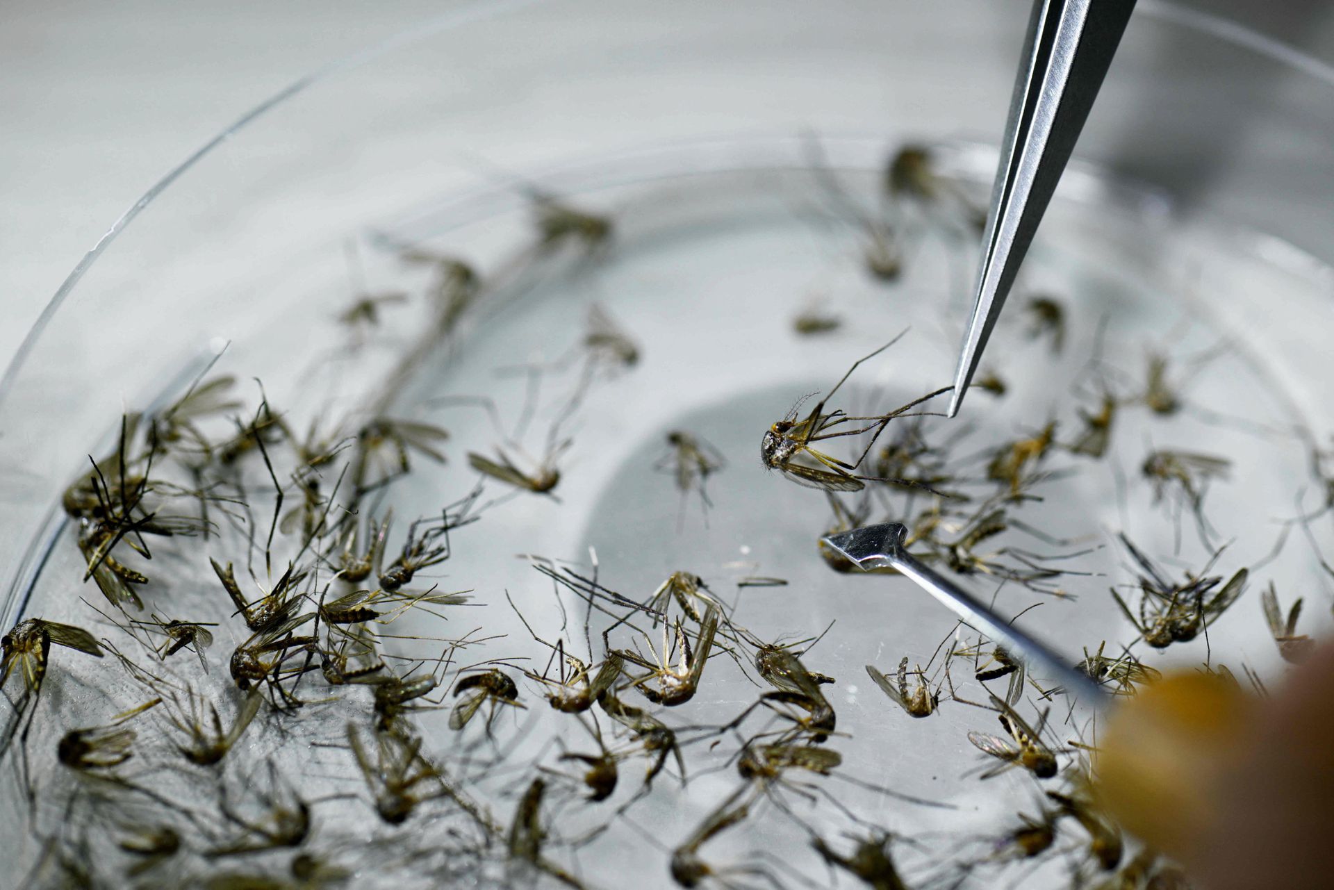 Eerste doden door infectieziekte dengue op Curaçao – ministerie ...