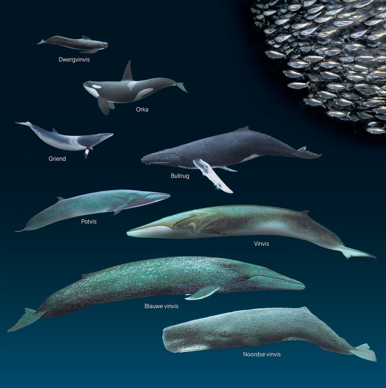 Acht soorten walvissen op zoek naar haring - NRC