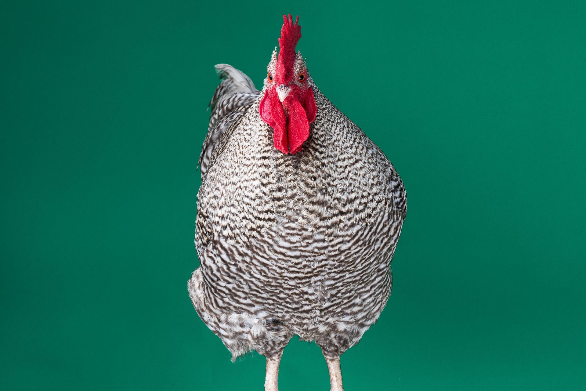 Eenzame haan (m) zoekt leuke kippetjes - NRC