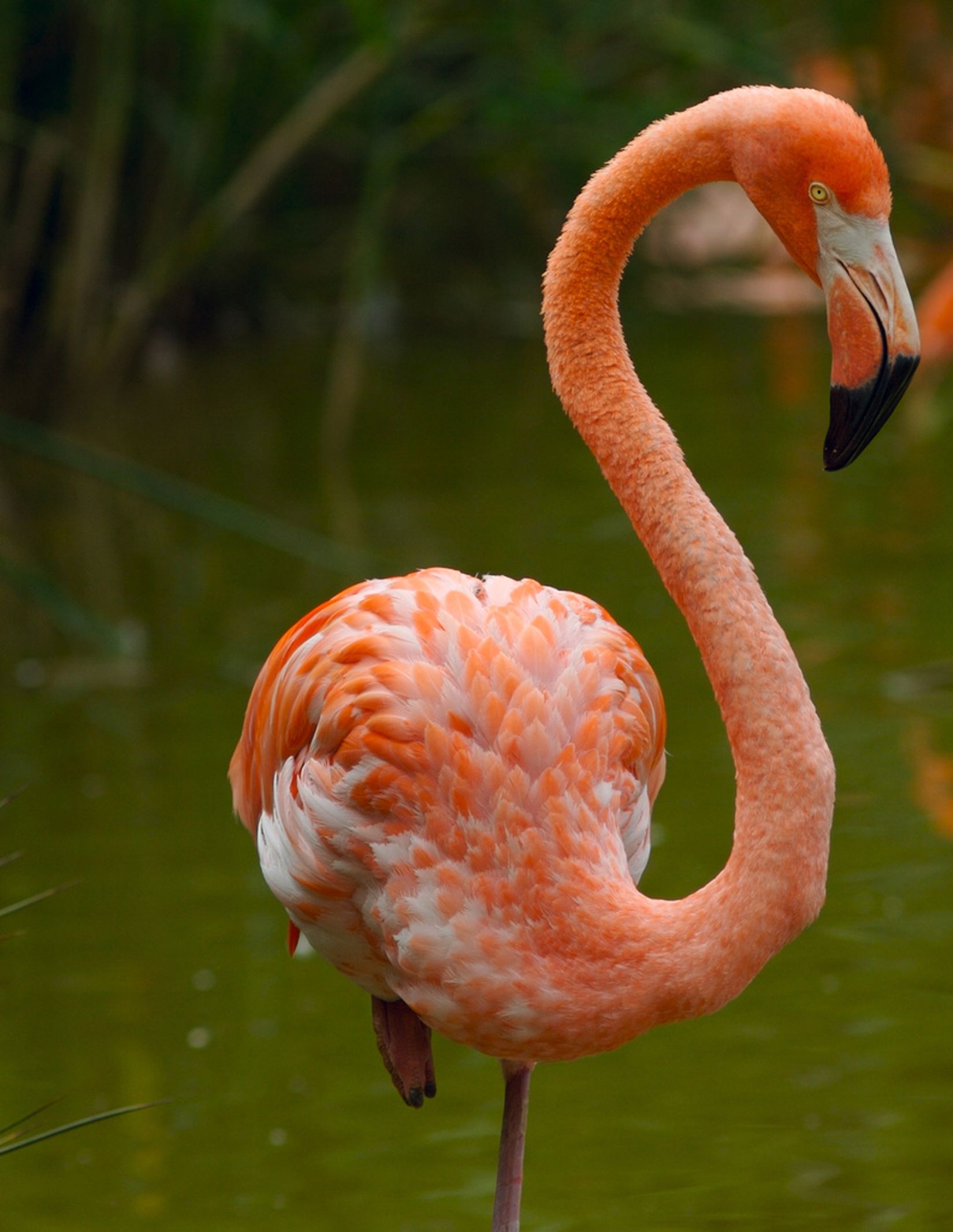 Flamingo staat op één poot om ongewenst warmteverlies te beperken - NRC