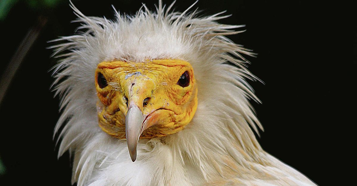 Wie geeft om een aasgier? - NRC