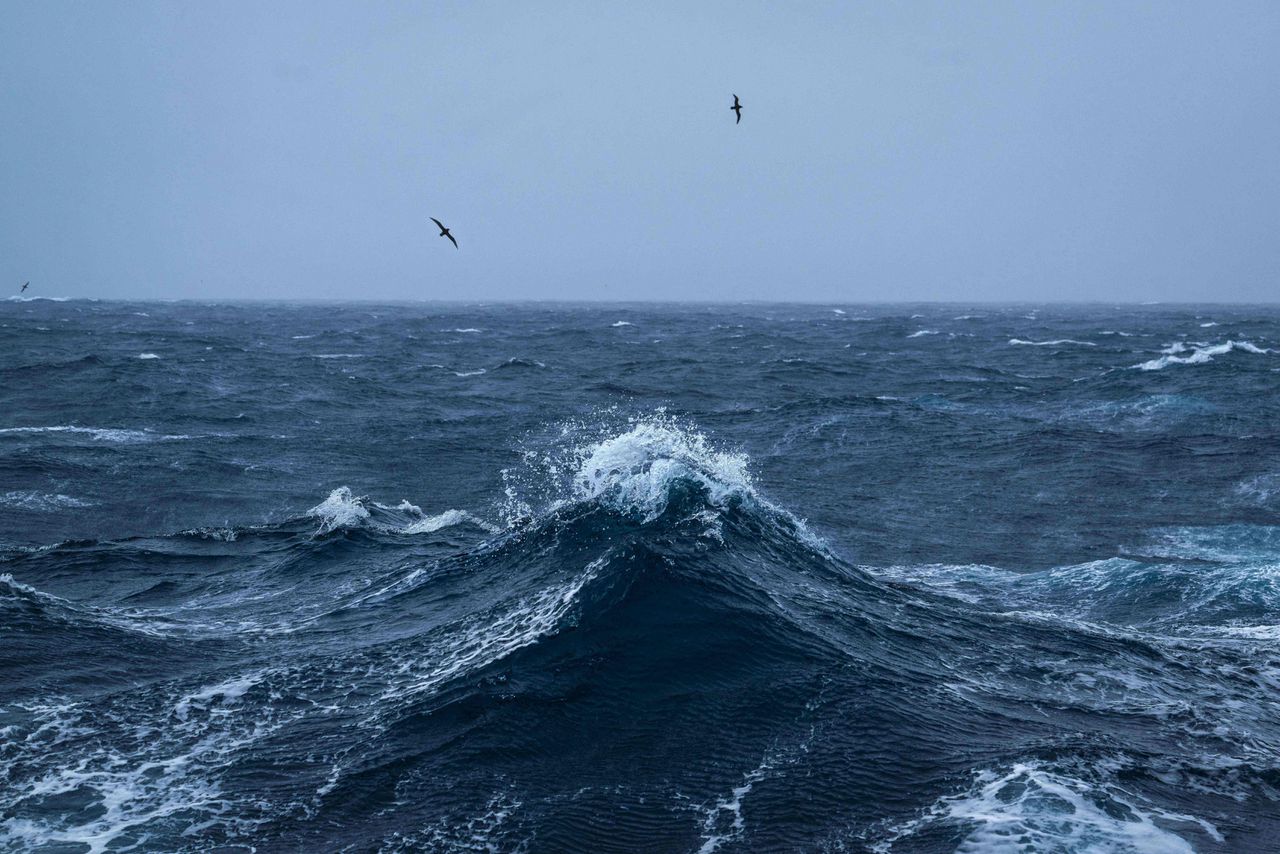 Greenpeace sprak van een ‘historische dag’, waarom is het oceaanverdrag ...