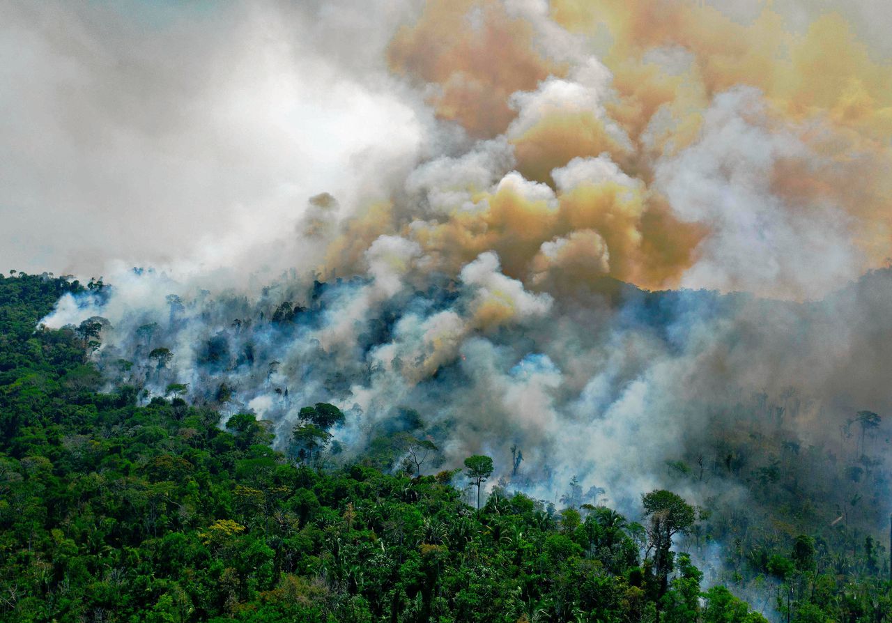 WWF: meer dan 43 miljoen hectare bos vernietigd sinds 2004 - NRC