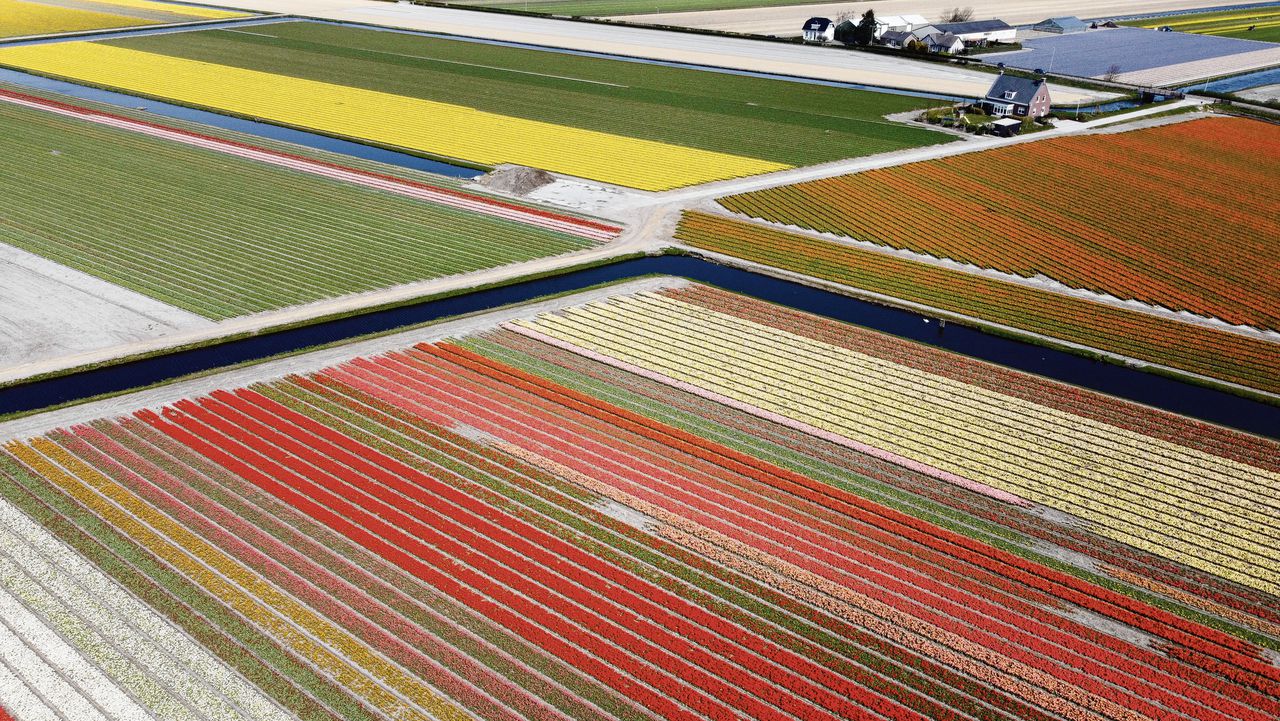Bloeiende bollen - NRC