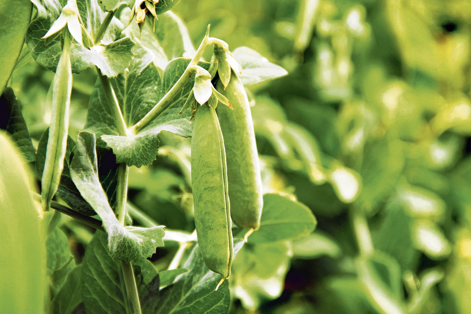 Erwt straft bacteriestam die weinig meststof levert - NRC