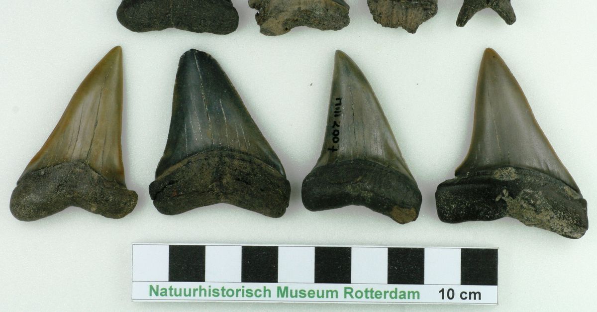 Haaientanden zoeken - NRC