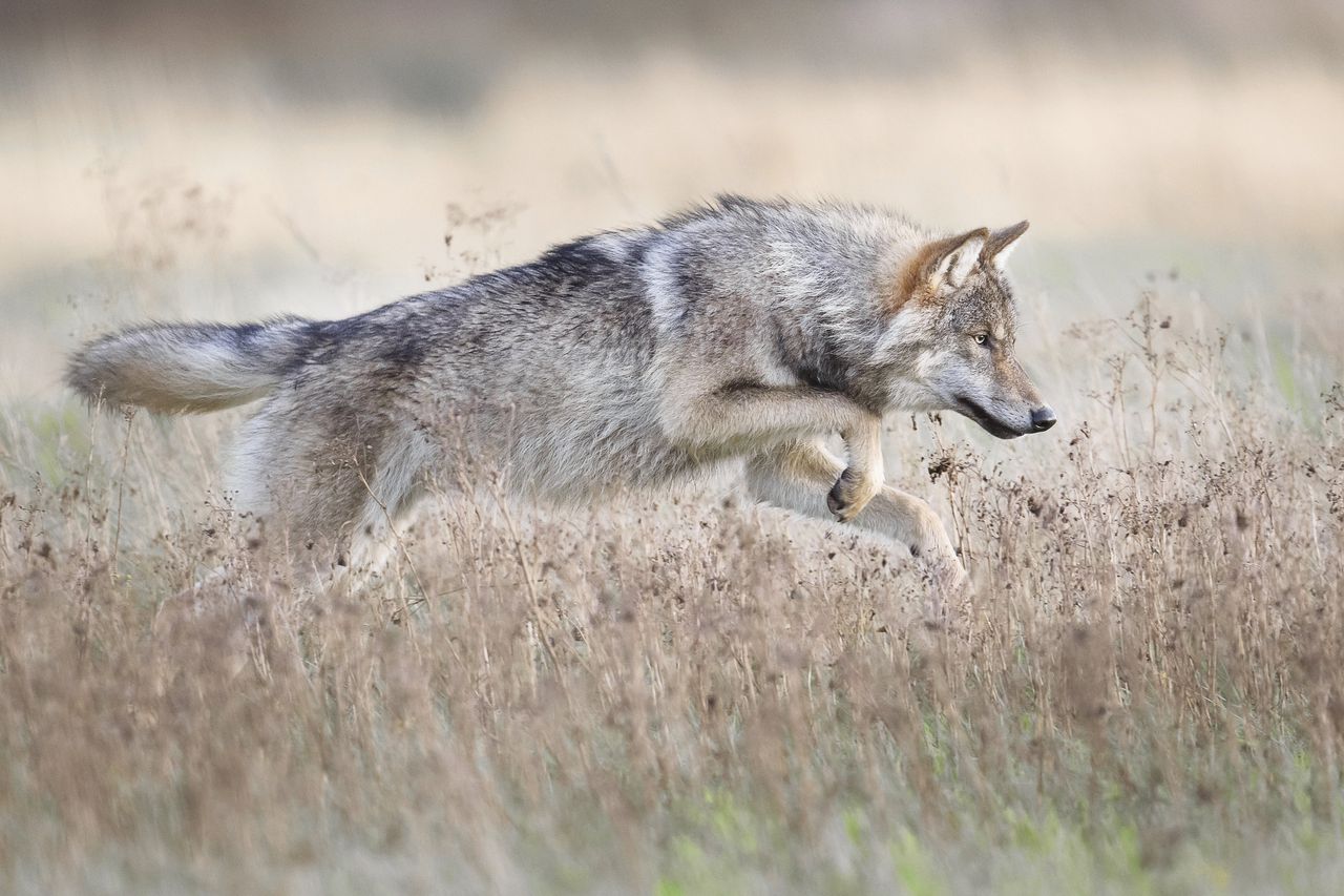 De wolf is vijf jaar terug in Nederland. Hoe vindt hij zelf dat het ...