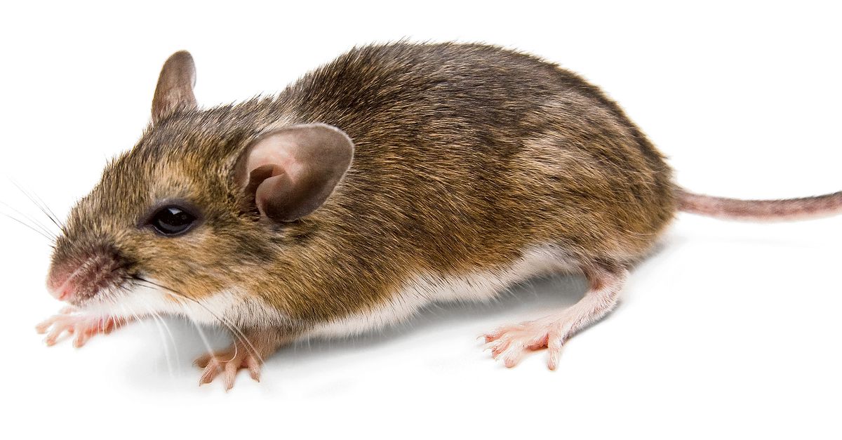 New Yorkse muizen ontwikkelen eigen soort - NRC