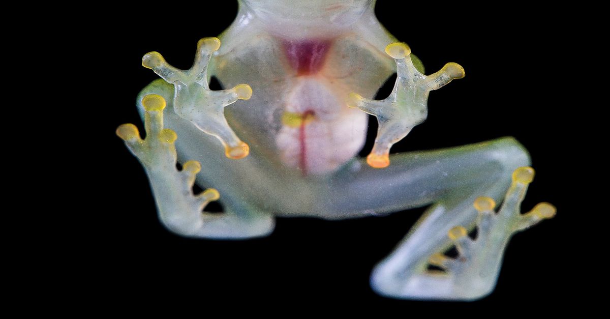 Waarom heeft deze net ontdekte kikker een doorzichtige buik? - NRC