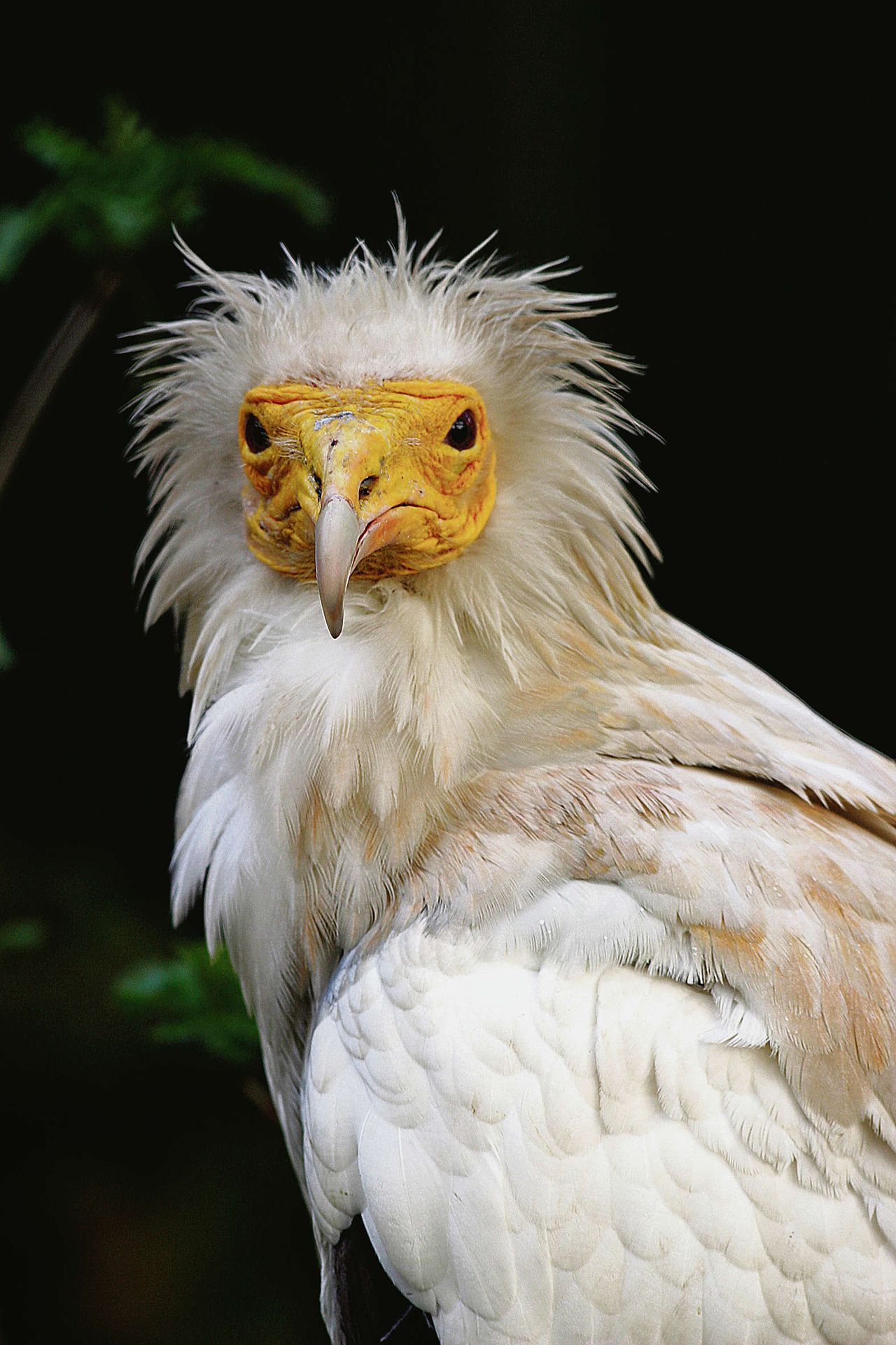 Wie geeft om een aasgier? - NRC