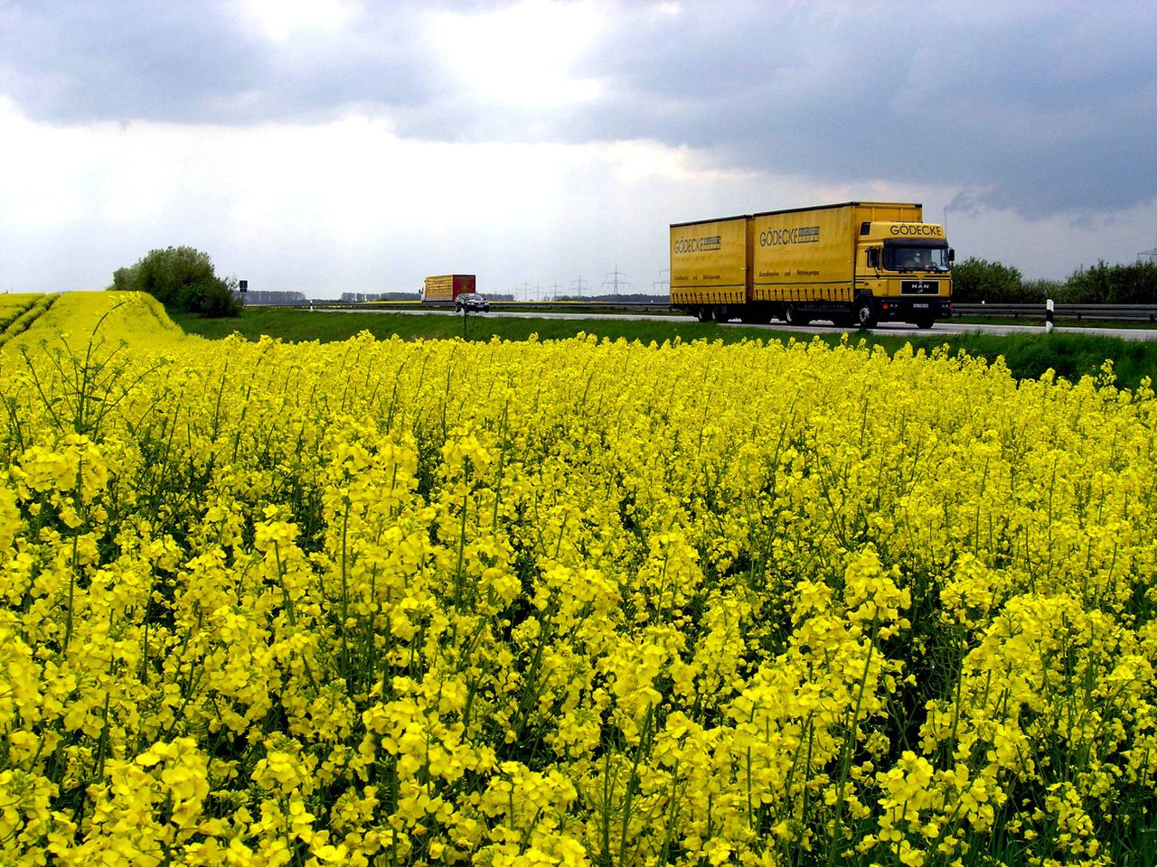 Biobrandstof uit koolzaad helpt niet tegen broeikaseffect - NRC