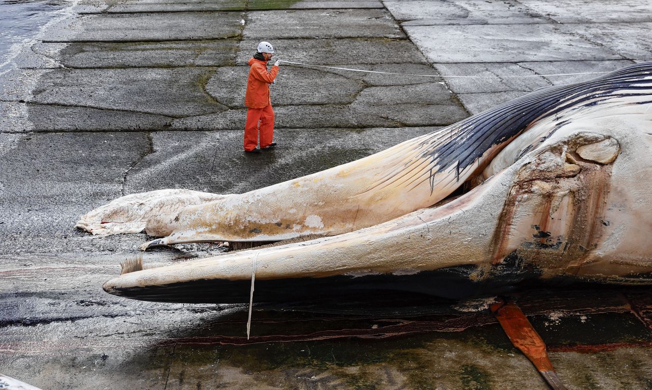Spaanse marine ontleedt walvis - NRC
