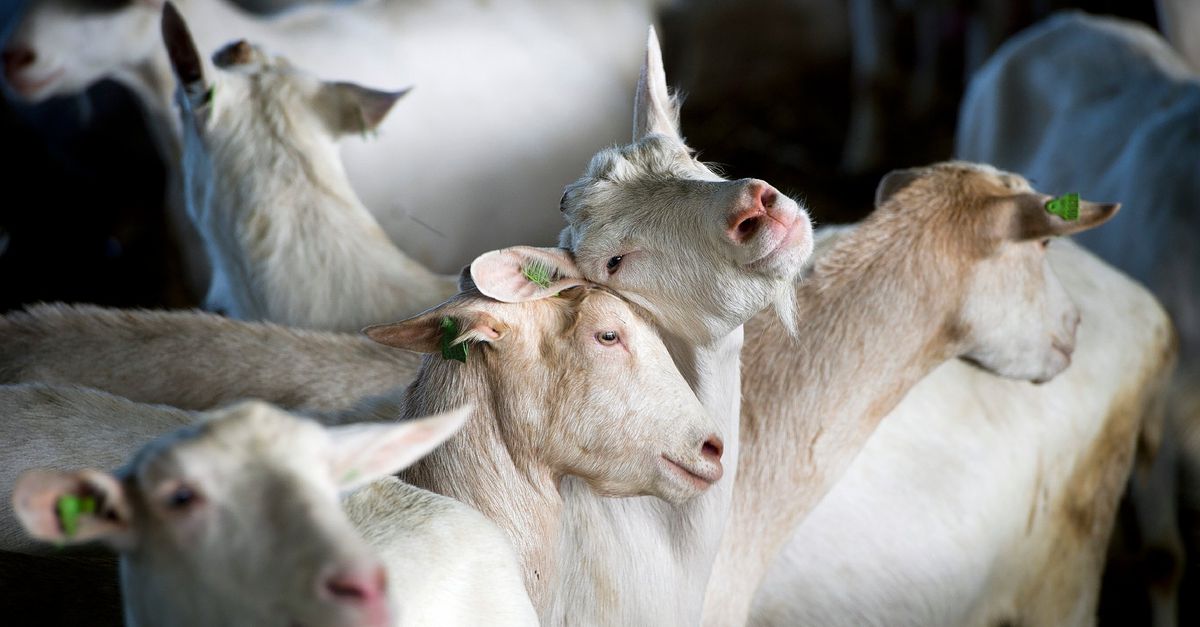 Nog eens 5,5 miljoen als tegemoetkoming voor Q-koorts - NRC