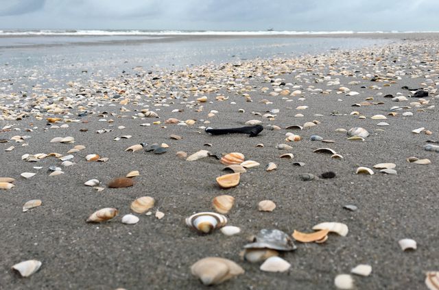 Verdwenen reuzenalk kwam ’s winters vaak buurten op de Noordzee - NRC