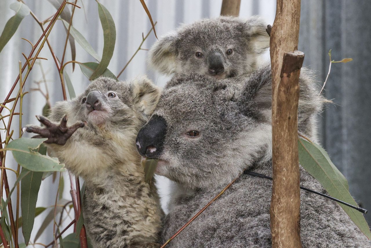 Reddingsacties voor kwetsbare koala’s - NRC