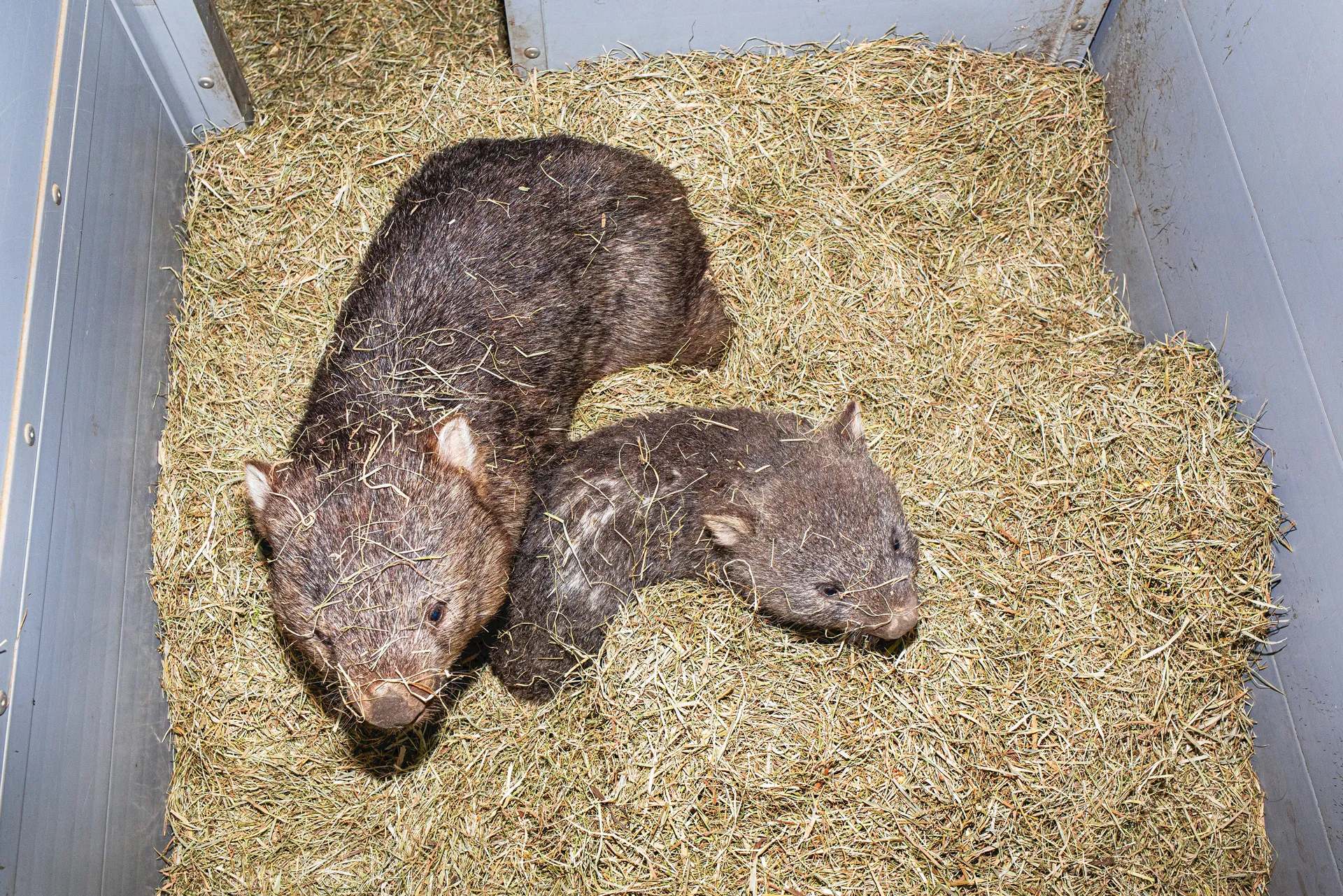 De poep van de Nederlandse wombat bestaat uit zachte kubusjes - NRC