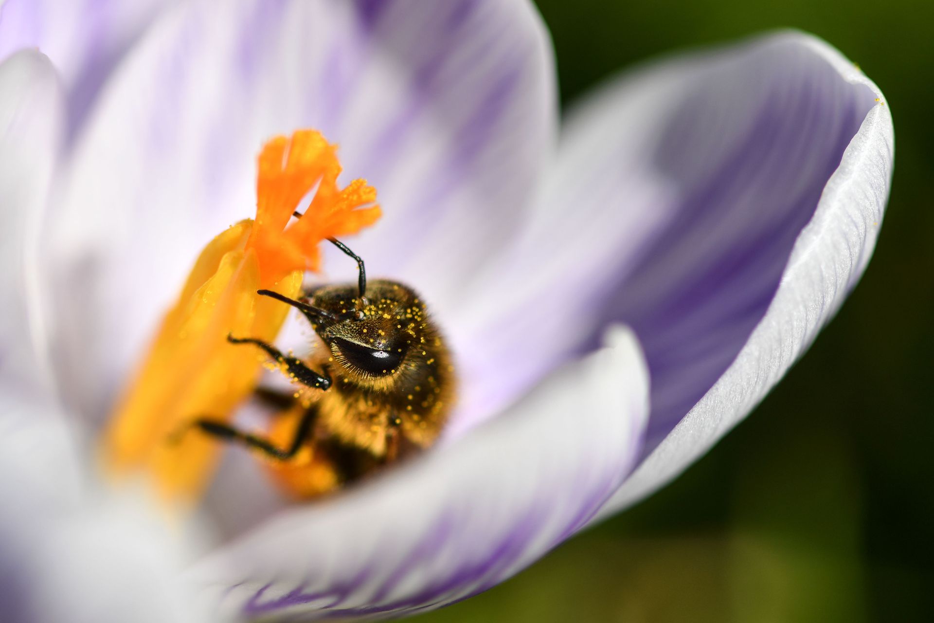 Zo maak je de bijen blij - NRC