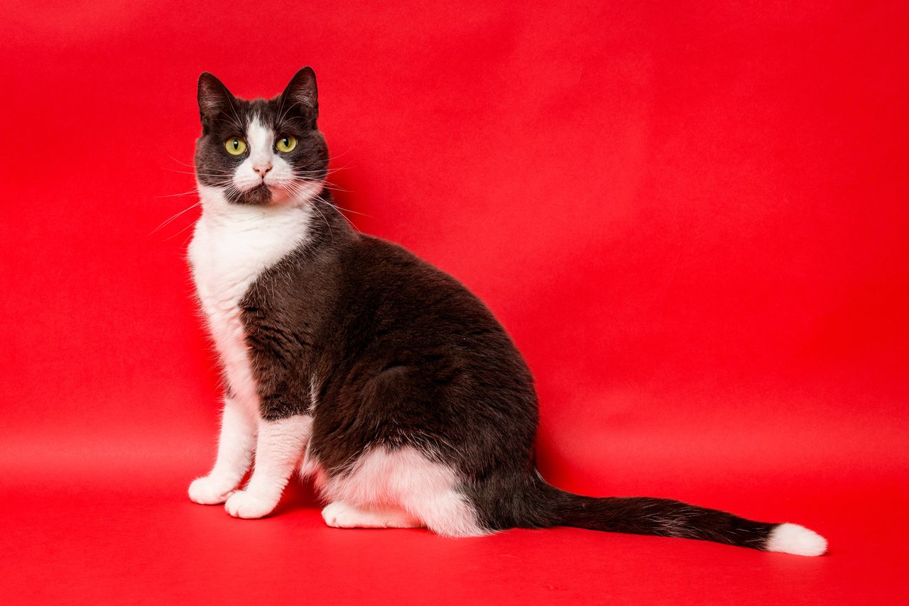 Lieverd (v) die bijt uit onbeholpenheid - NRC