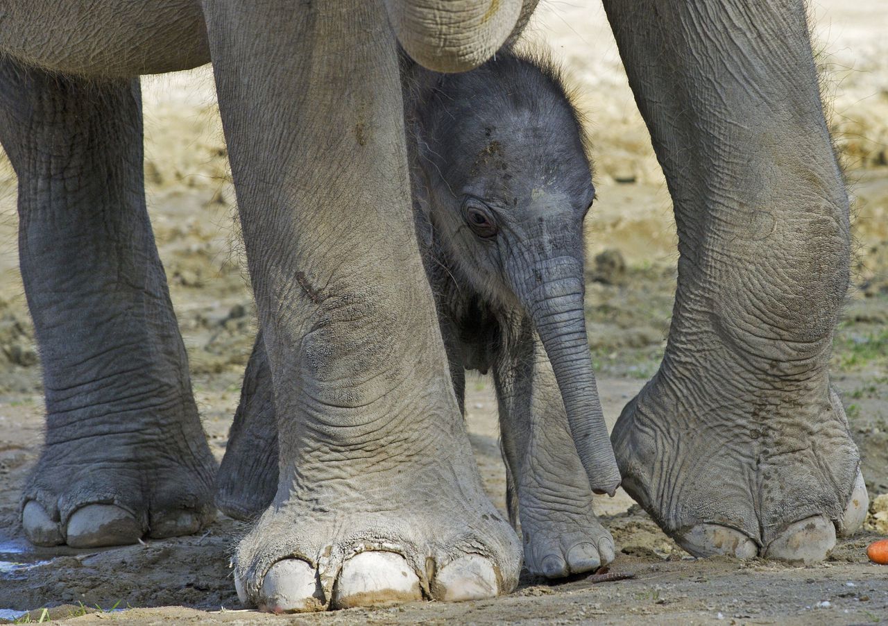 Olifant trippelt op zes tenen - NRC