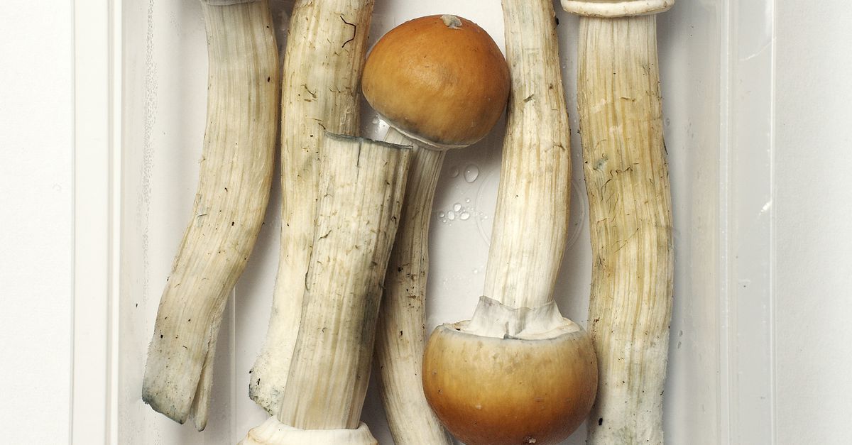 Paddo’s voor 18 jaar of ouder? - NRC