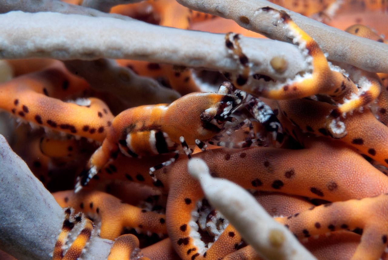 De steurgarnalen uit de Nederlandse Cariben maken soms vreemde dansjes ...