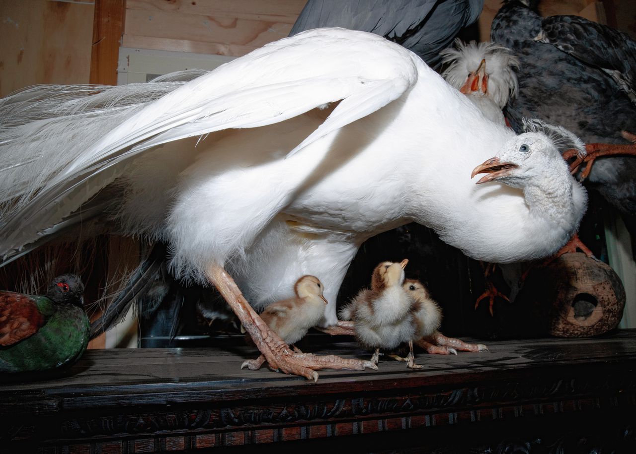 Drama met dode dieren: de onnatuurlijke taxidermiekunst van Darwin ...