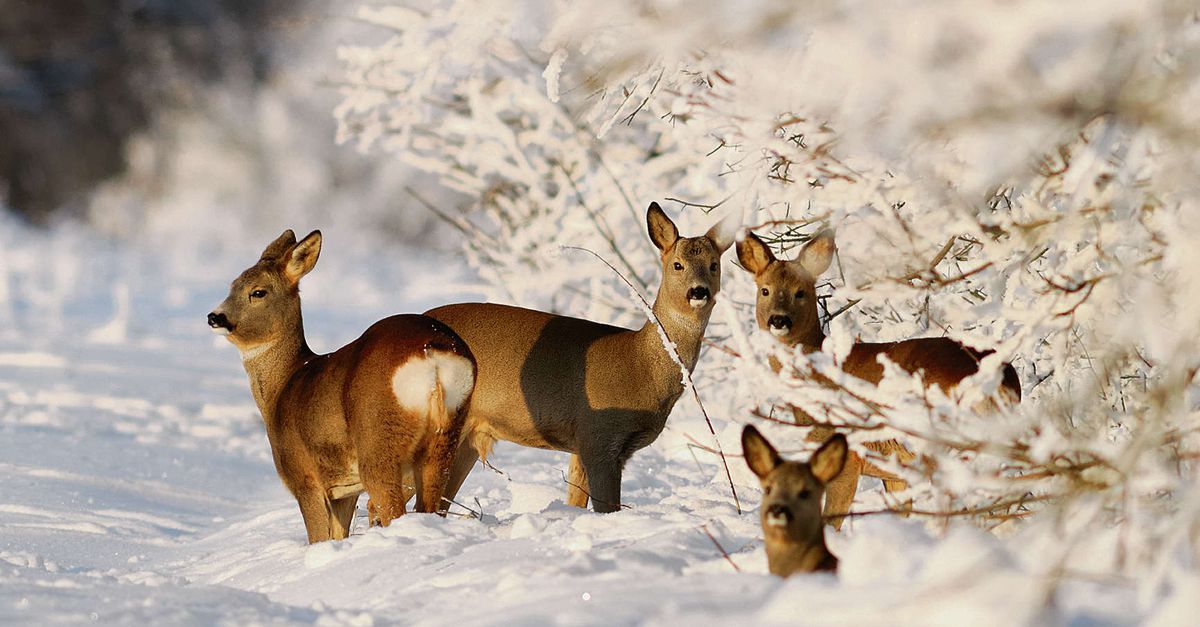 Column | Natuurlijk navigeren - NRC