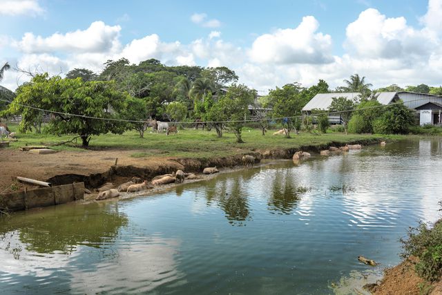 De boeroes dachten dat in Suriname grote boerderijen op hen wachtten ...