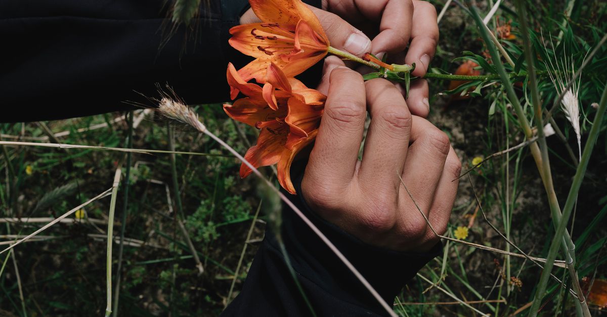 De feloranje roggelelie is te mooi om veilig op de akkers te staan - NRC