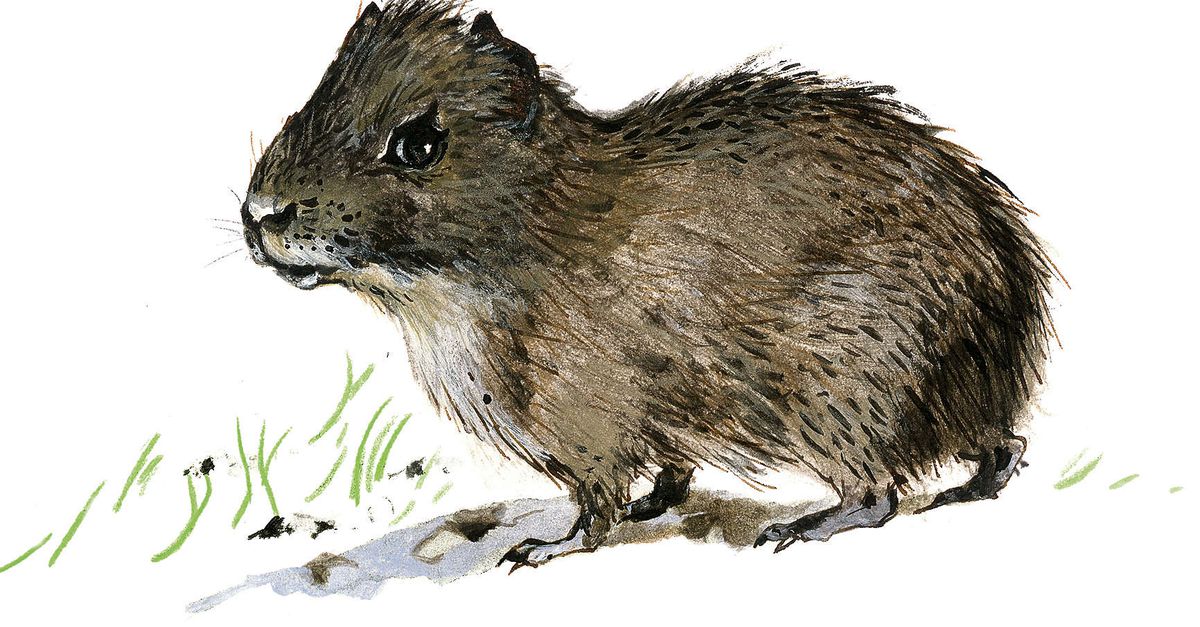 Een wilde cavia springt zo van tafel - NRC