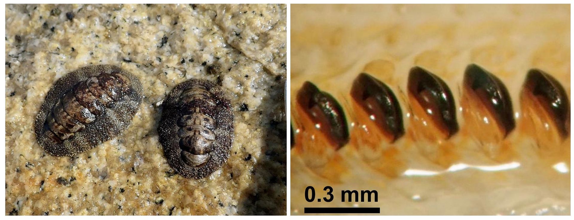 Het geheim van de hardste tandjes op aarde - NRC
