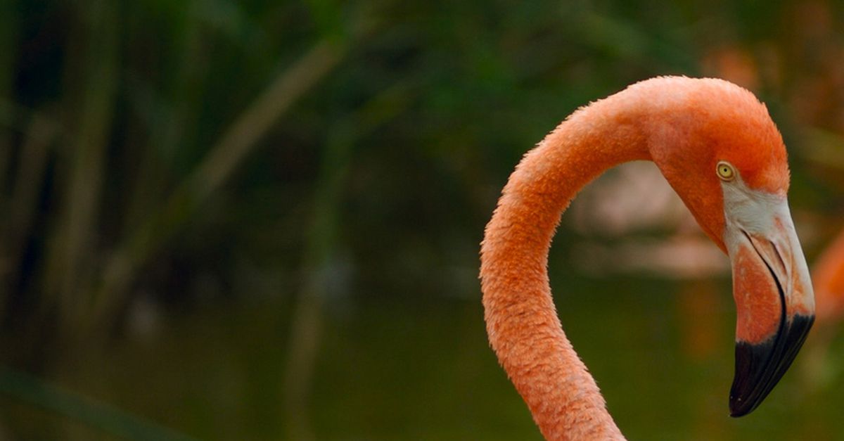 Flamingo staat op één poot om ongewenst warmteverlies te beperken - NRC