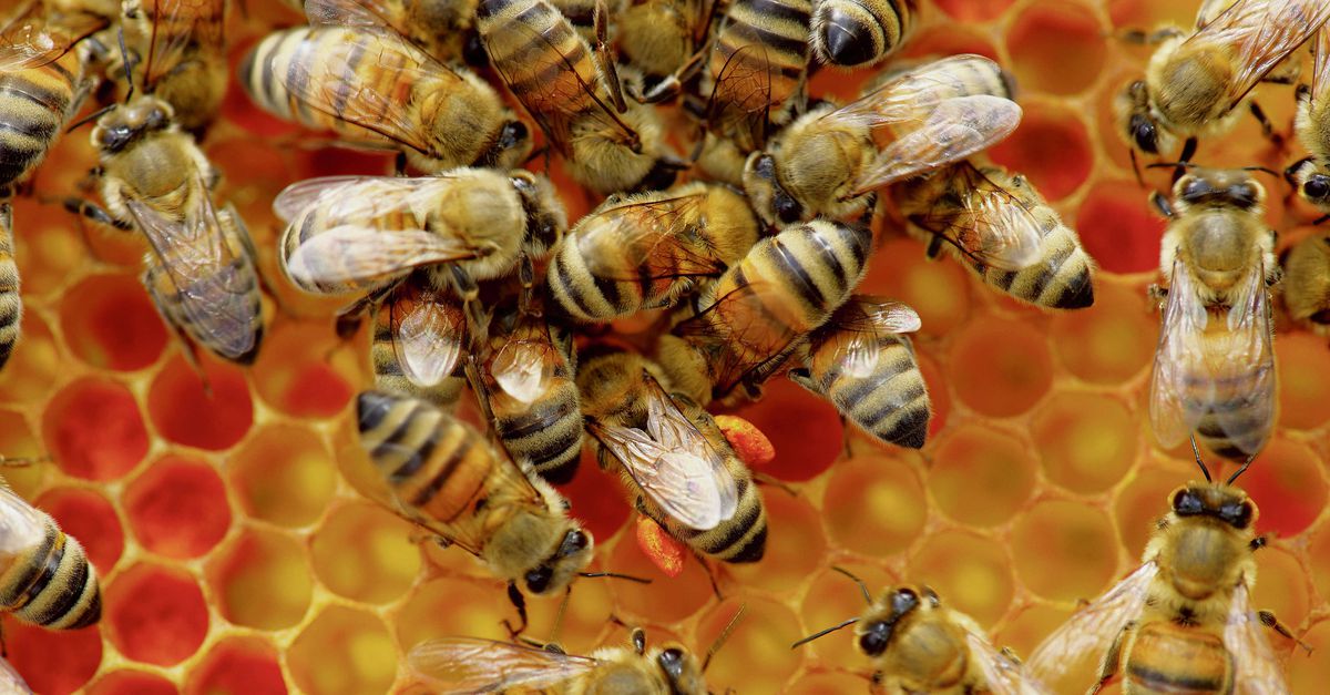 Honing op de wonde - NRC